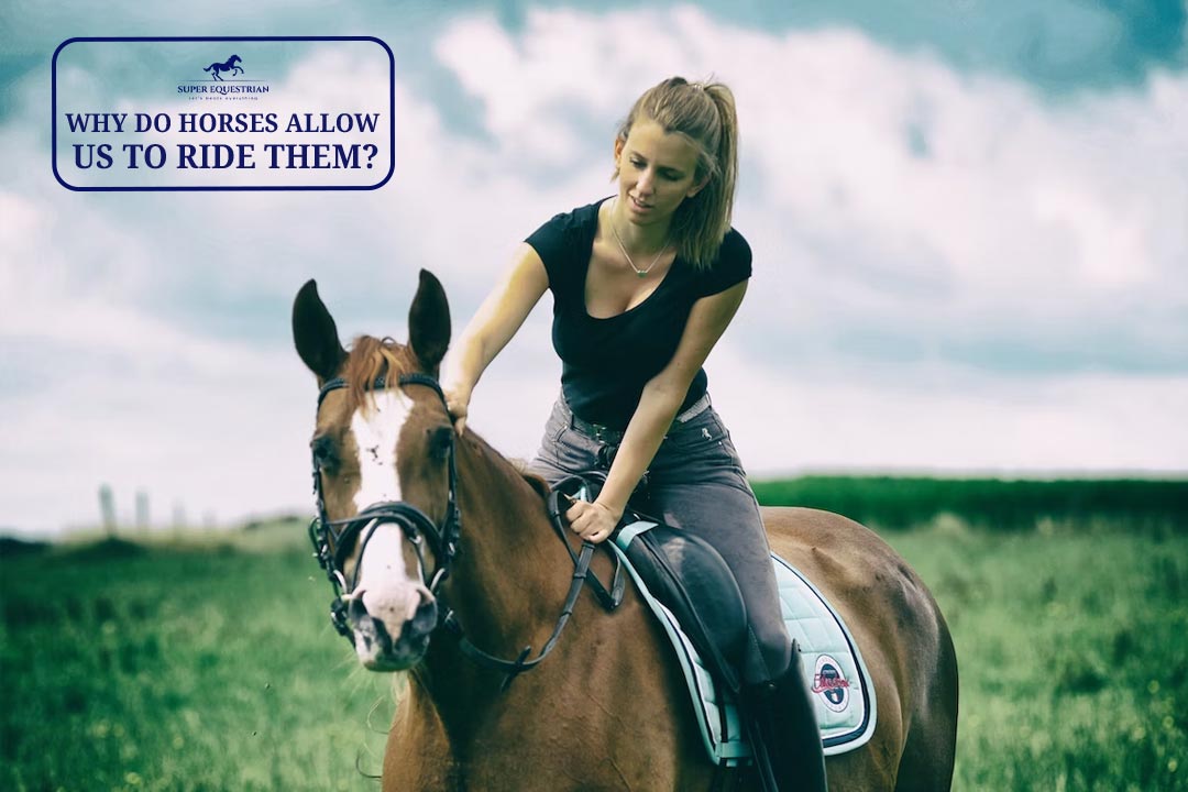 Wade vs Association Saddle: Your Ultimate Guide for Western Riding